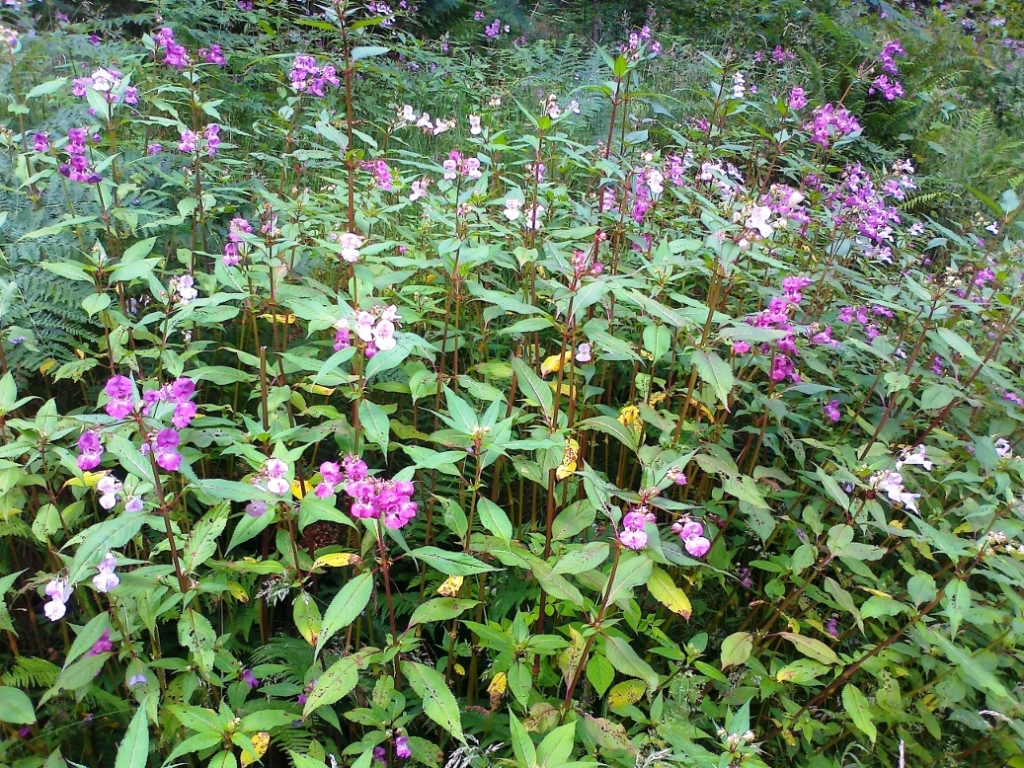 Himalayan Balsam - Himalayan Balsam Wales